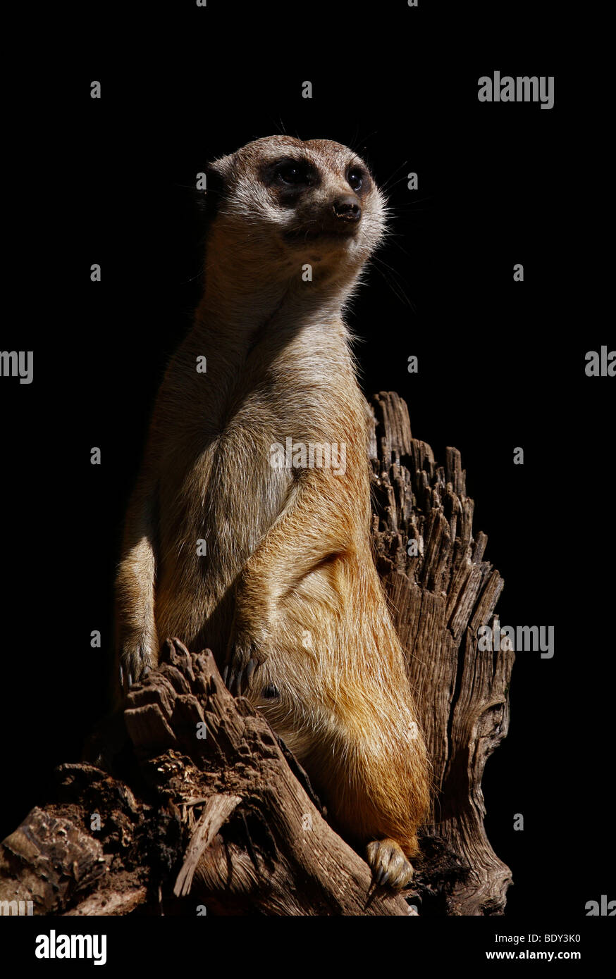 Nahaufnahme suricata hi-res stock photography and images - Alamy