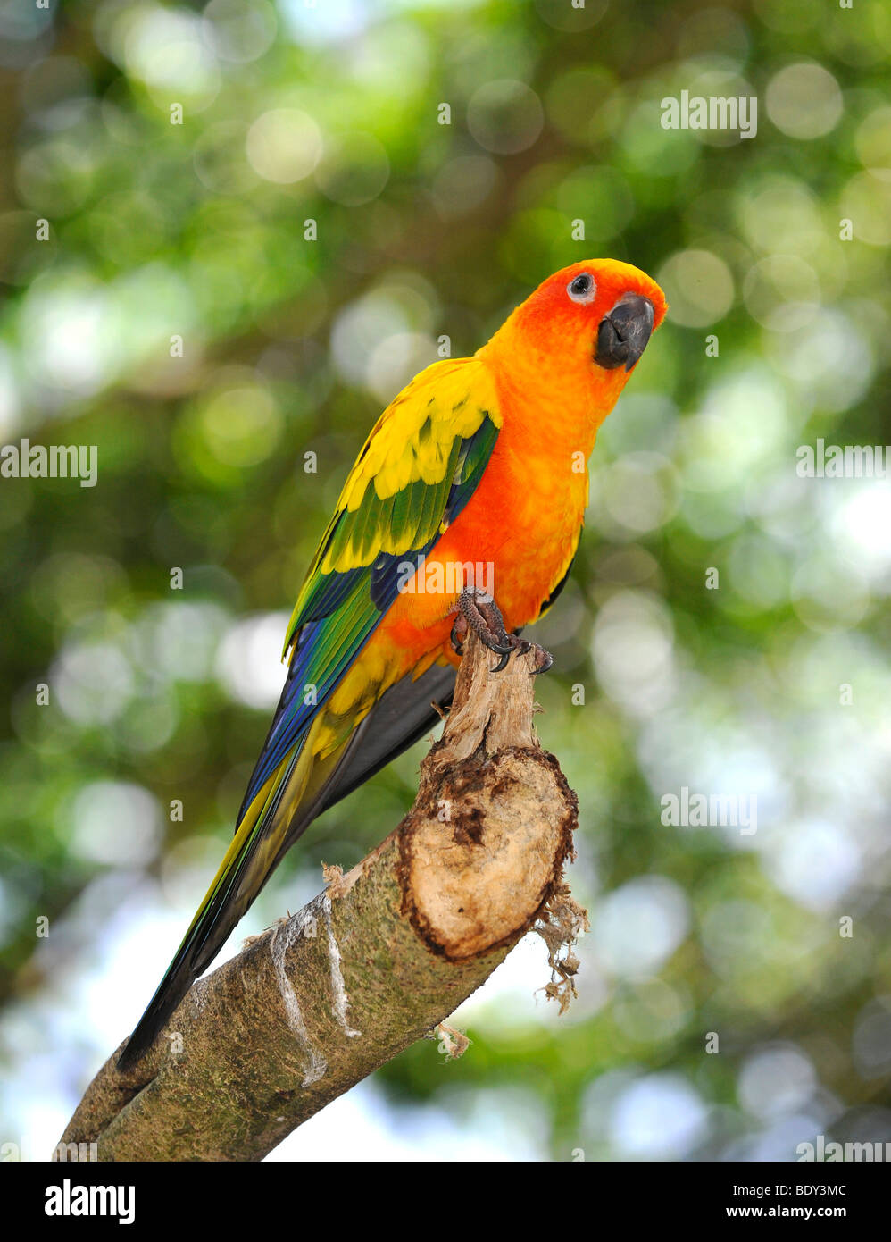 Sun Parakeet, Sun Conure (Aratinga solstitialis), South America Stock ...