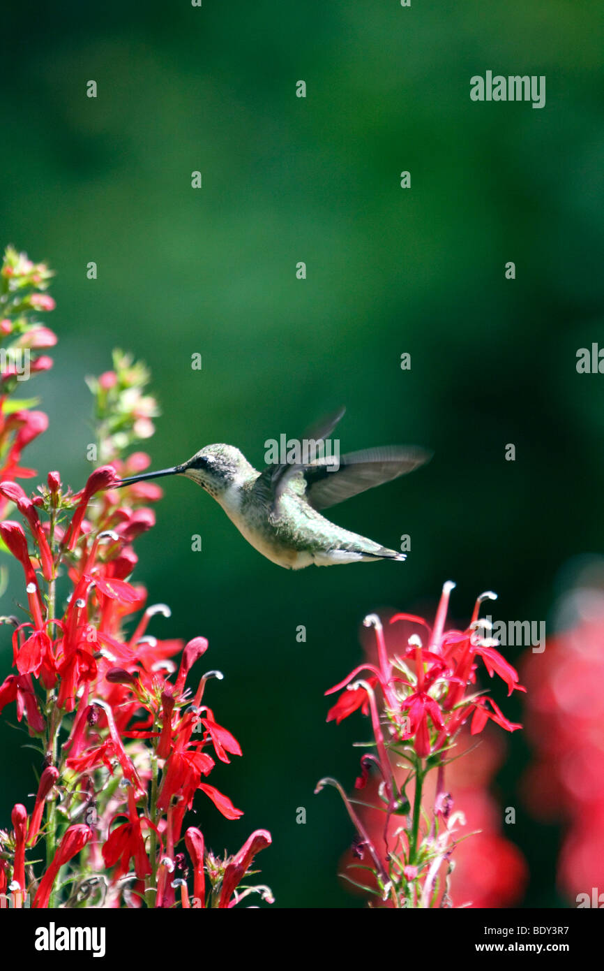 Ruby-throated Hummingbird at red cardinal flower Stock Photo - Alamy