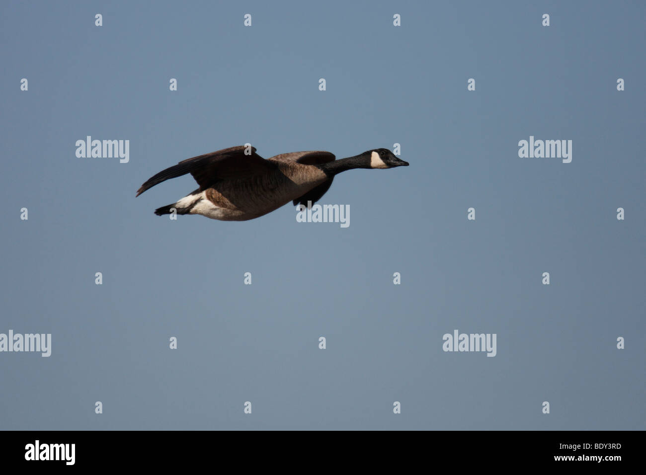 Canada Goose (Branta canadensis canadensis), in flight in clear blue ...