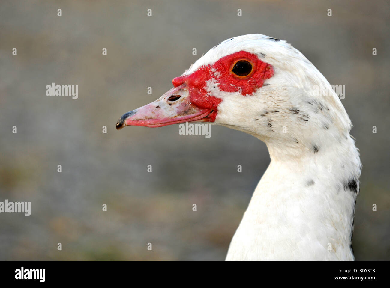 Female muscovy ducks hi-res stock photography and images - Alamy