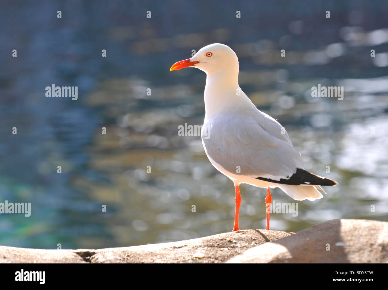 Australian silver gulls photo hi-res stock photography and images - Alamy