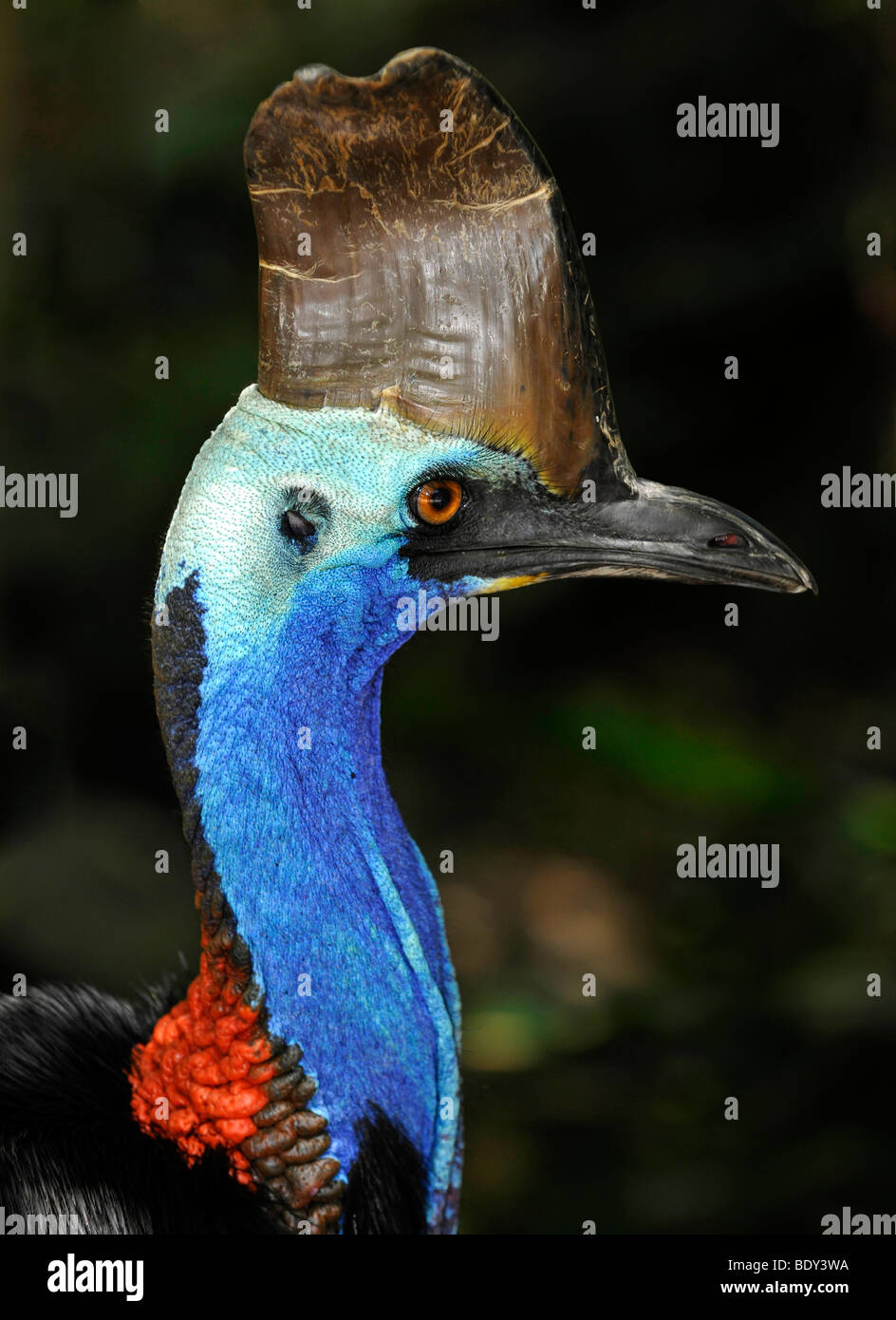 Australian cassowary hi-res stock photography and images - Alamy