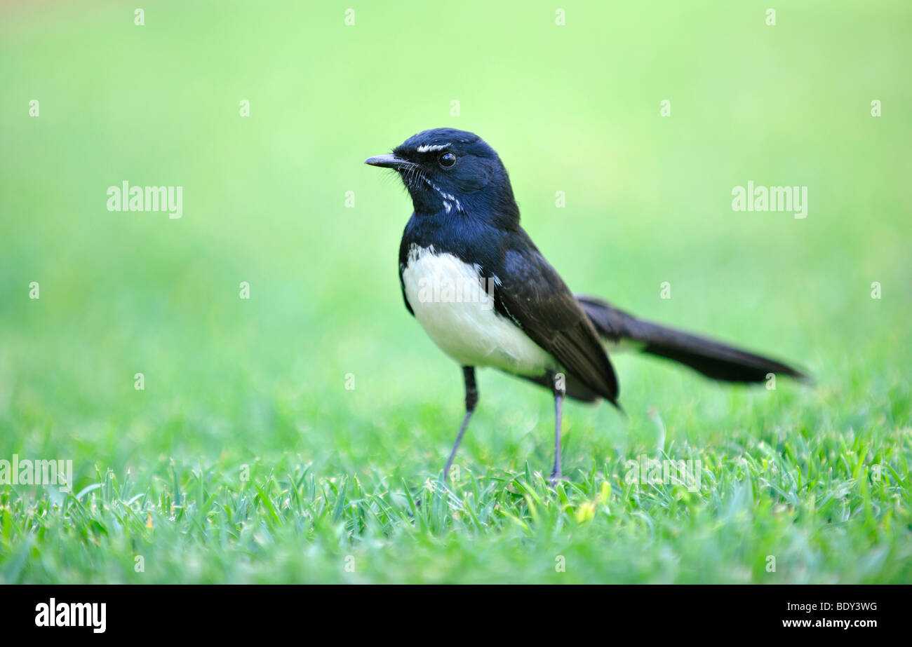 Willie wagtail rhipidura leucophrys photo hi-res stock photography and ...