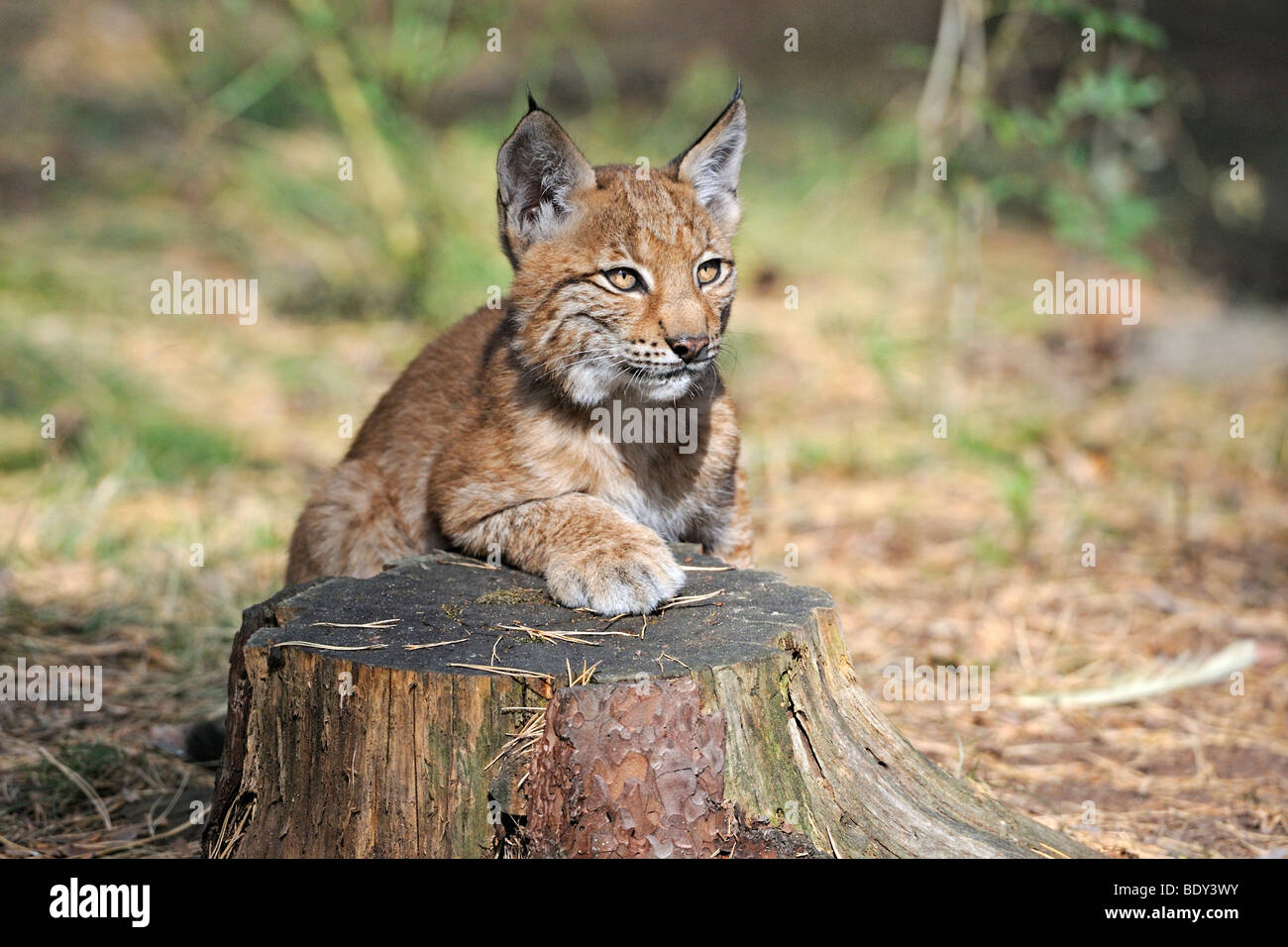 Young Eurasian Lynx (Lynx lynx Stock Photo - Alamy
