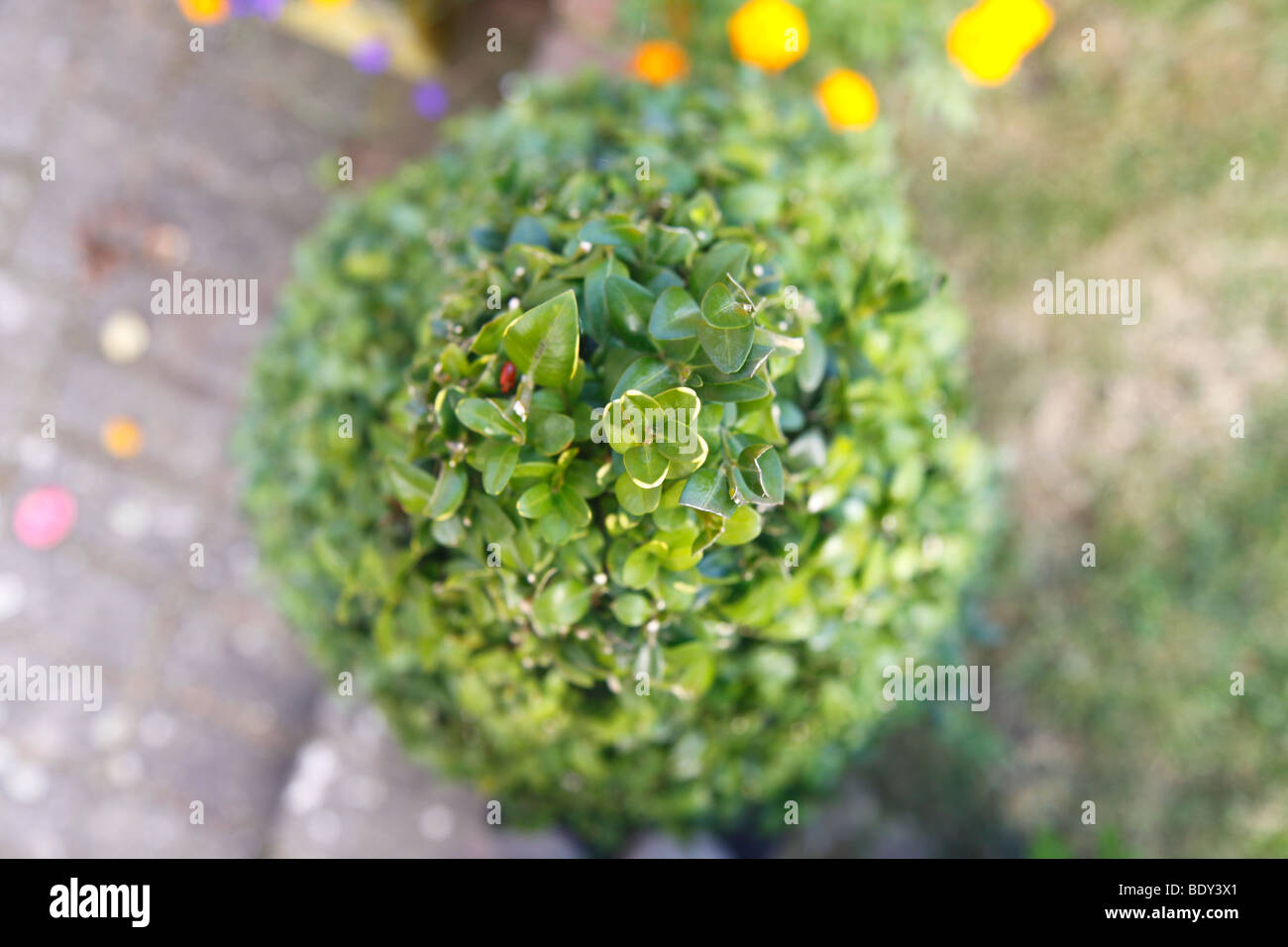 Topiary box hi-res stock photography and images - Alamy