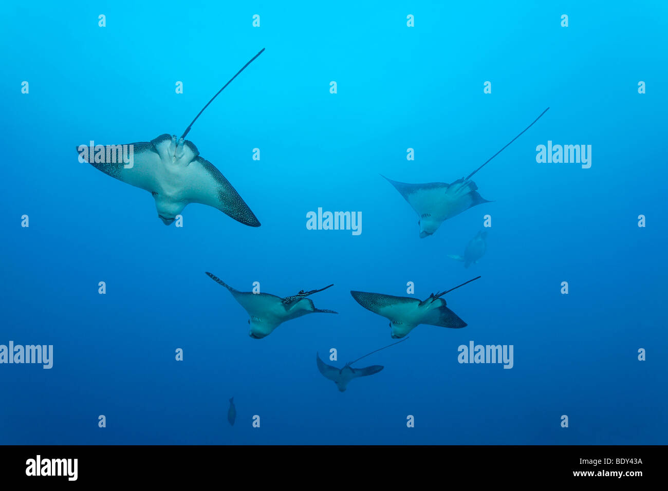 School of eagle rays hi-res stock photography and images - Alamy