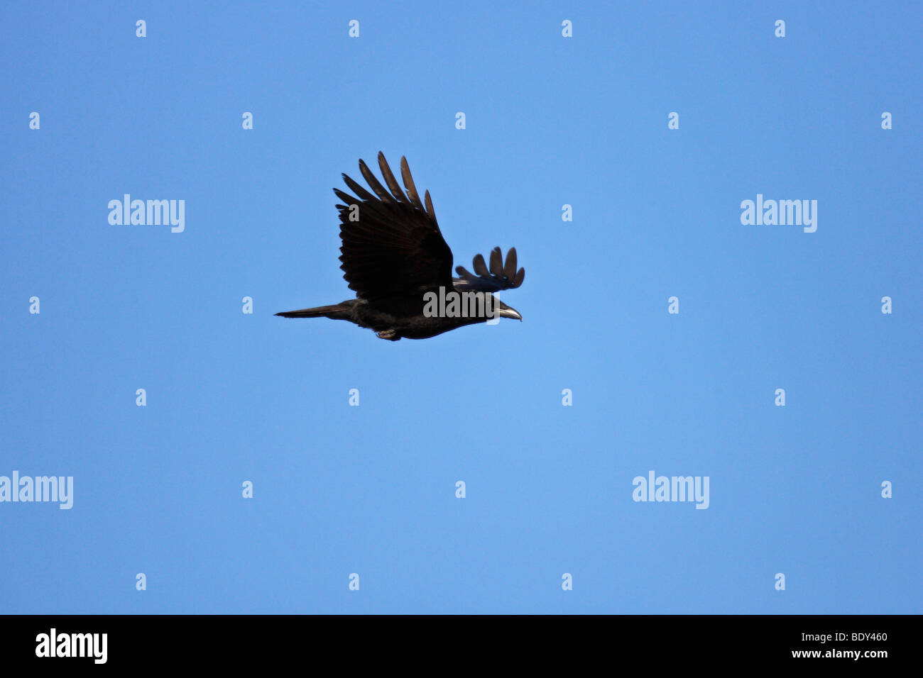 Fish Crow (Corvus ossifragus), in flight in clear blue sky Stock Photo ...