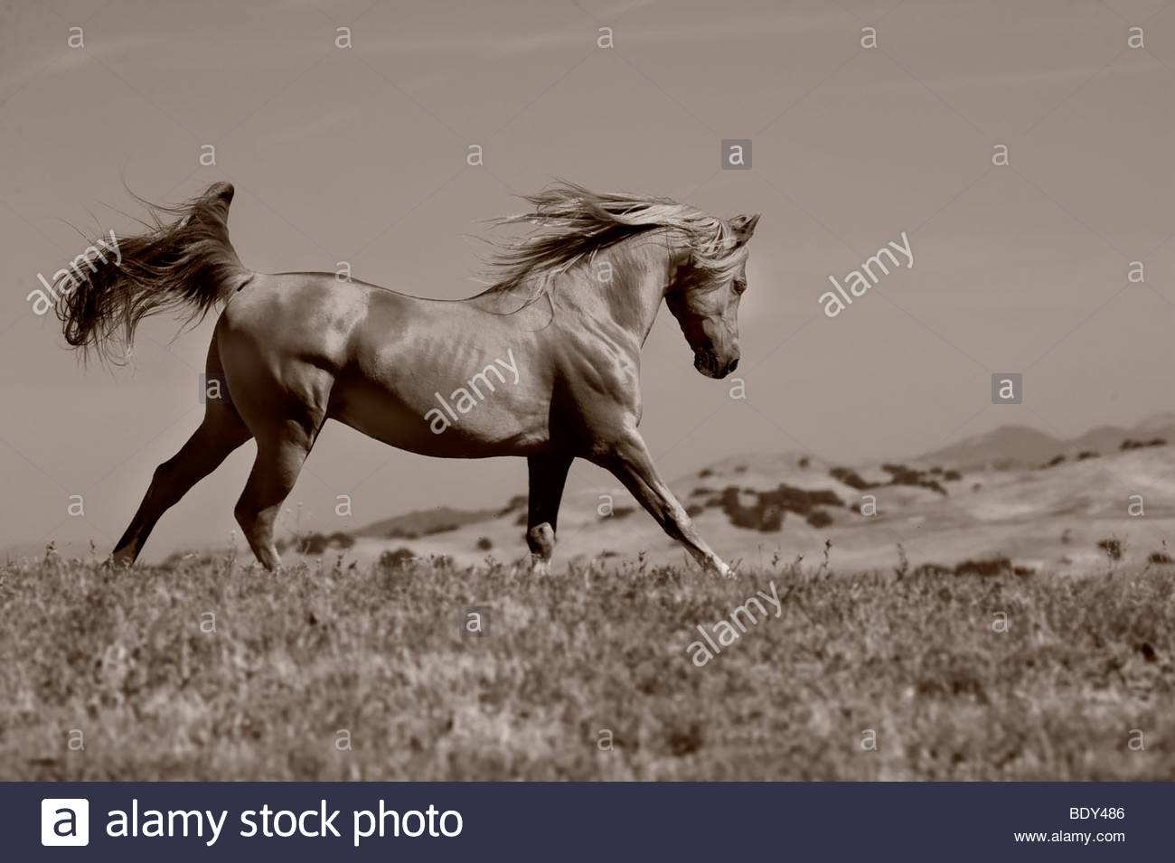 Arabian Horses Stock Photos & Arabian Horses Stock Images - Alamy