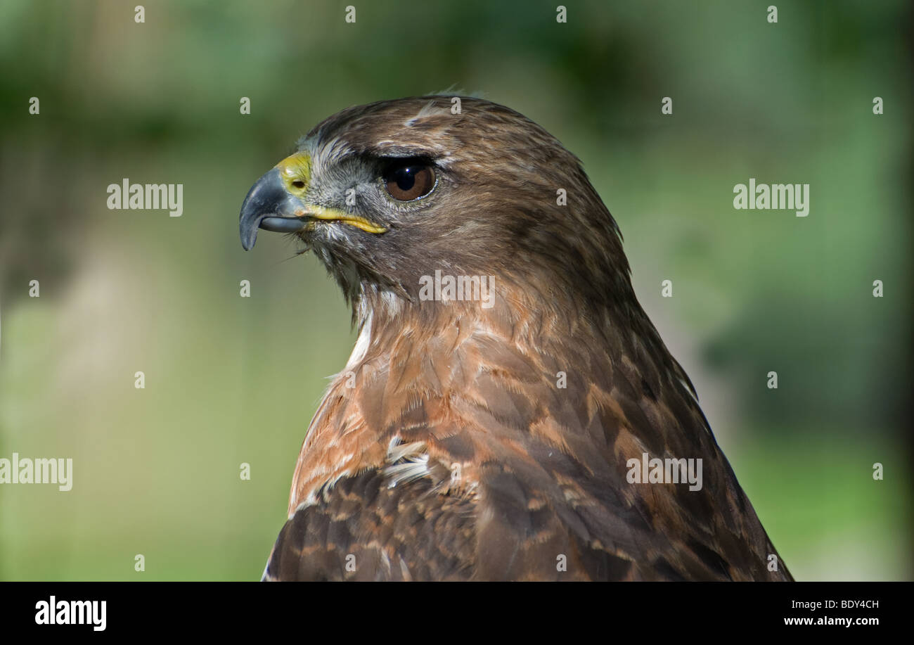 Close-up of a Red-tailed Hawk Stock Photo - Alamy