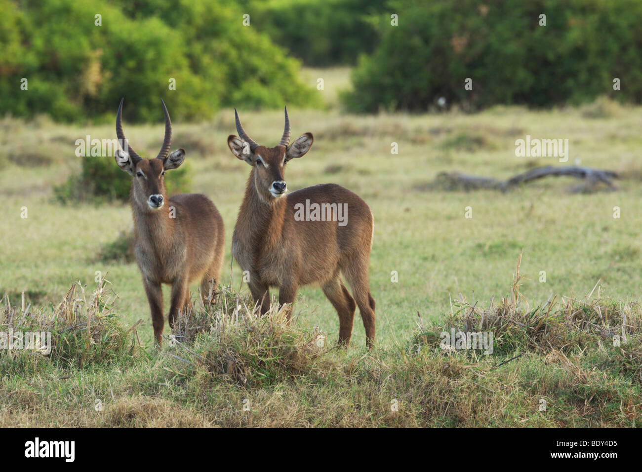 Waterbuck (Kobus ellipsiprymnus), Kenya, Africa Stock Photo - Alamy