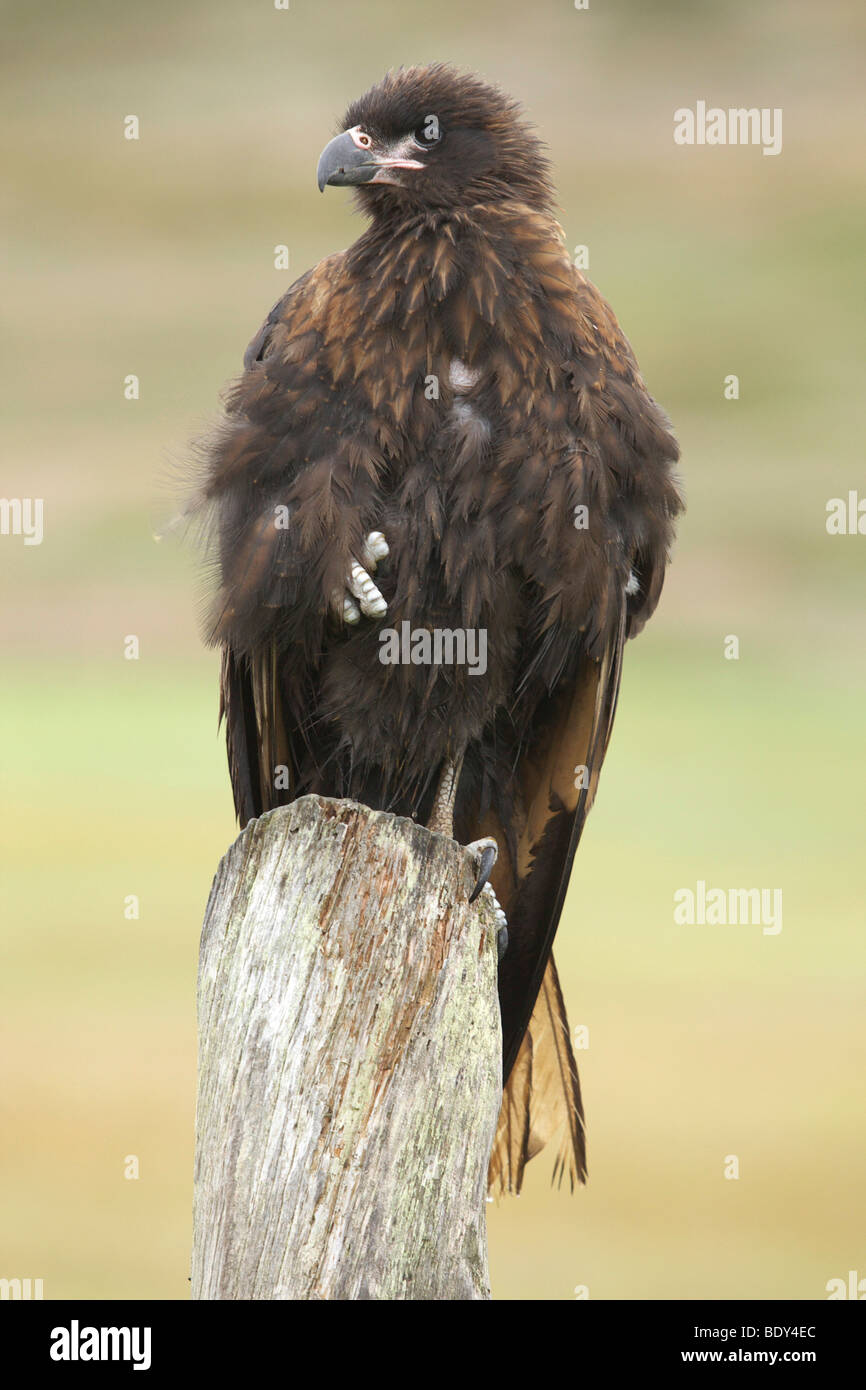 Johnny rook bird hi-res stock photography and images - Alamy