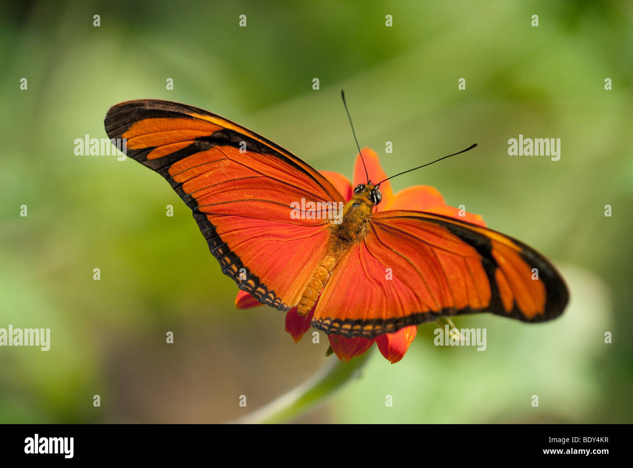 Butterfly brasil hi-res stock photography and images - Alamy
