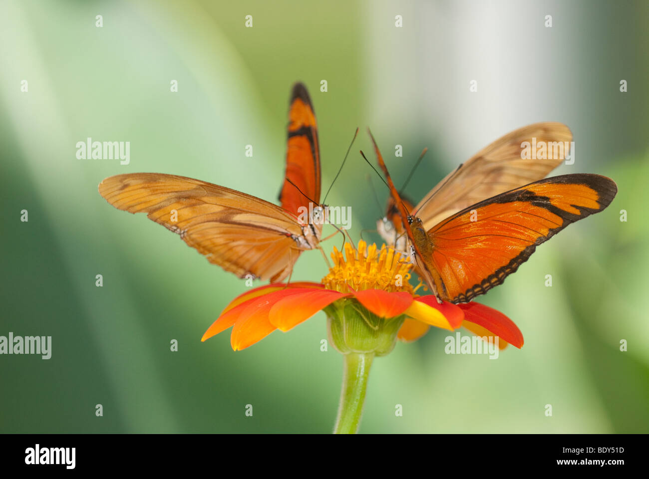 Three Dryas iulia Butterflies feeding on an orange coloured flower ...