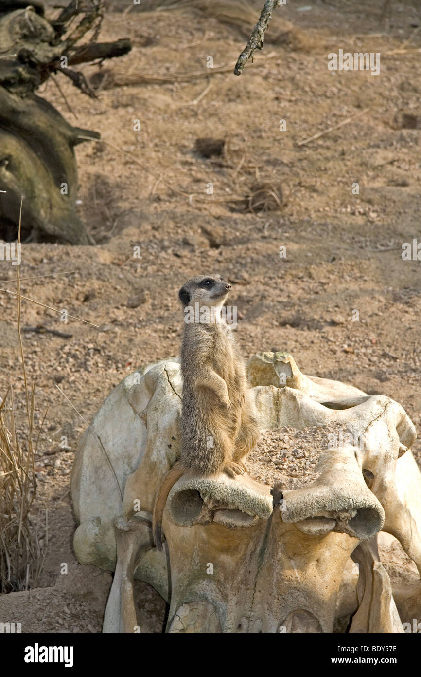 Meerkat keeping watch at London Zoo Stock Photo - Alamy
