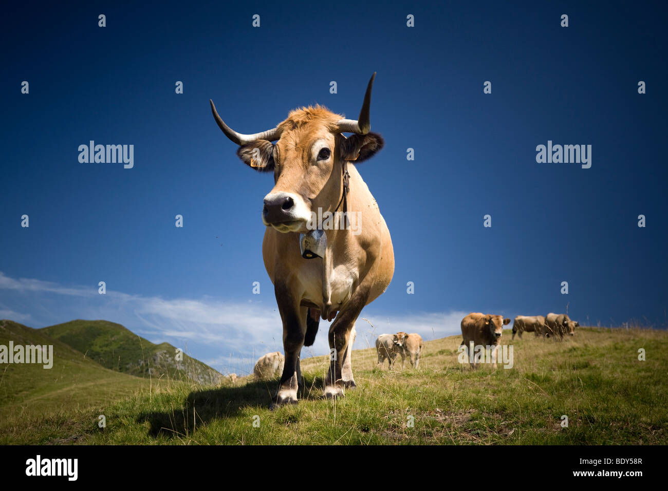 Aubrac cows hi-res stock photography and images - Alamy