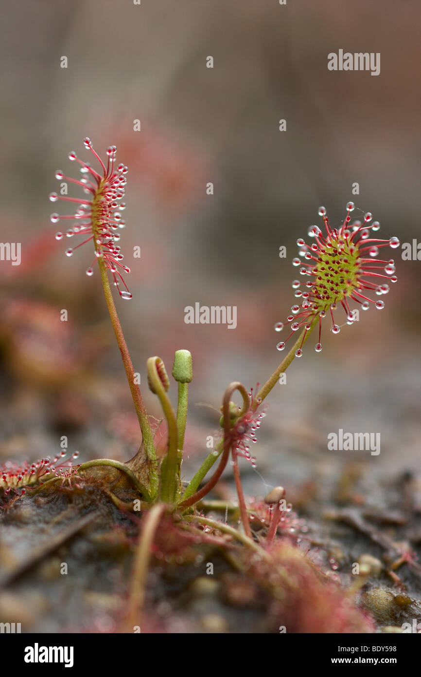 Oblong leaved sundews hi-res stock photography and images - Alamy