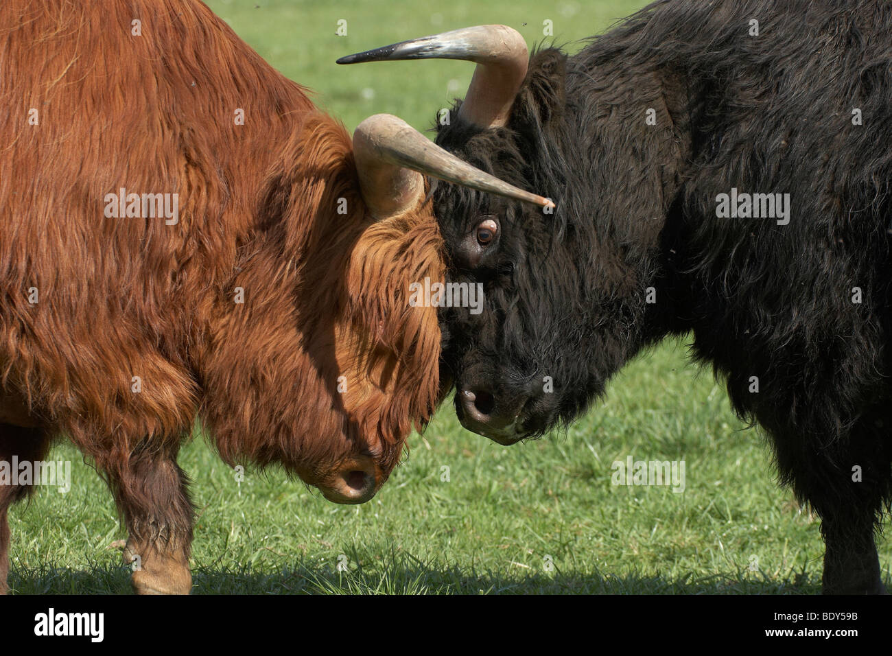 Scottish battles hi-res stock photography and images - Alamy