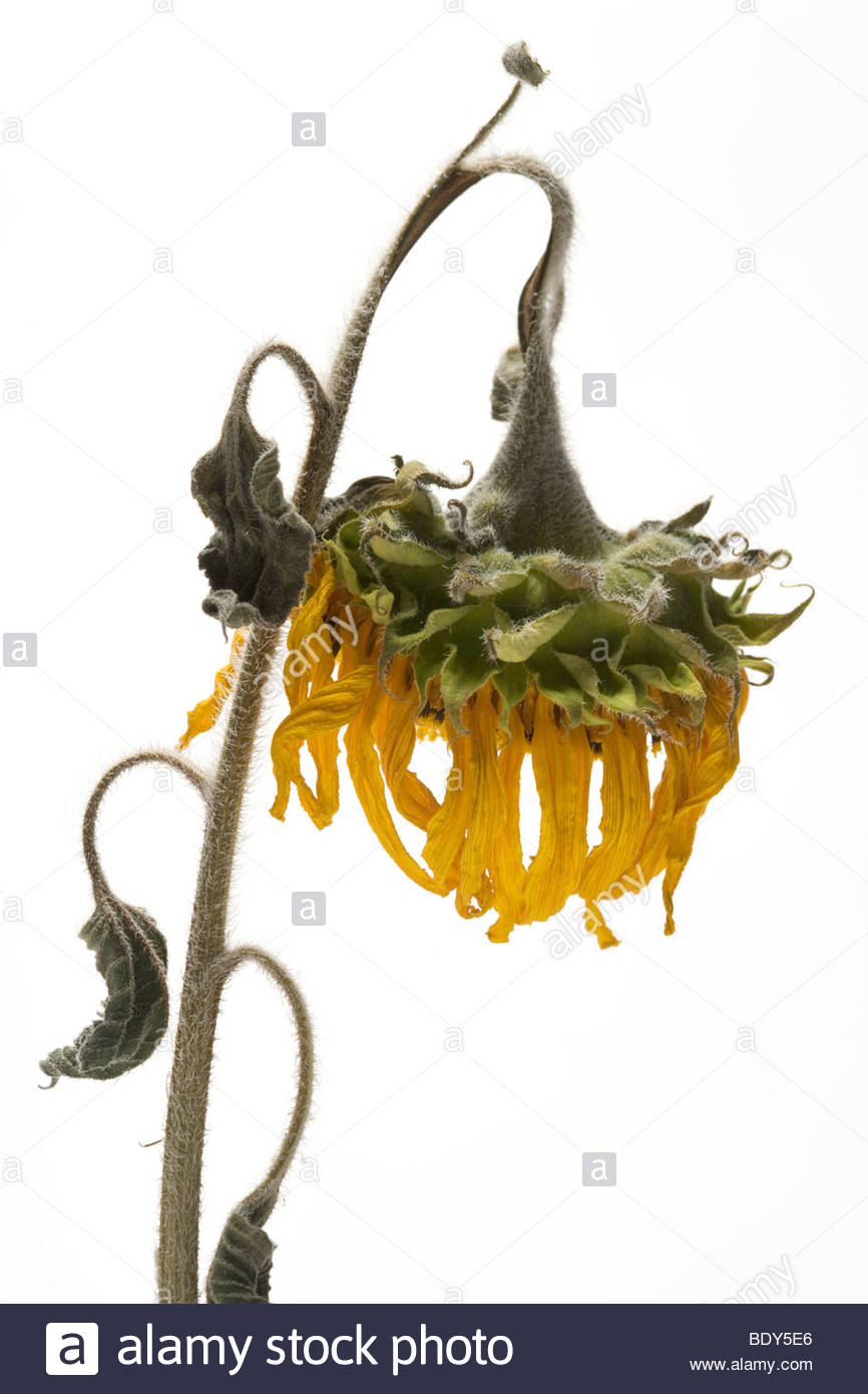 Sunflower Stem Stock Photos & Sunflower Stem Stock Images - Alamy