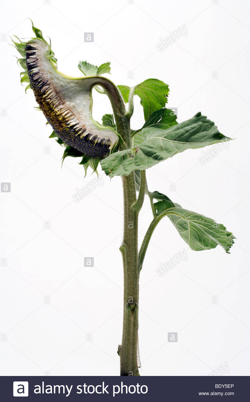 Without Petals Stock Photos & Without Petals Stock Images - Alamy