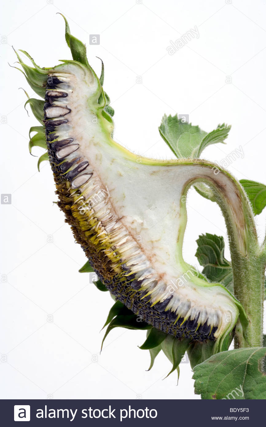 Flowers Cross Section Stock Photos & Flowers Cross Section Stock Images ...