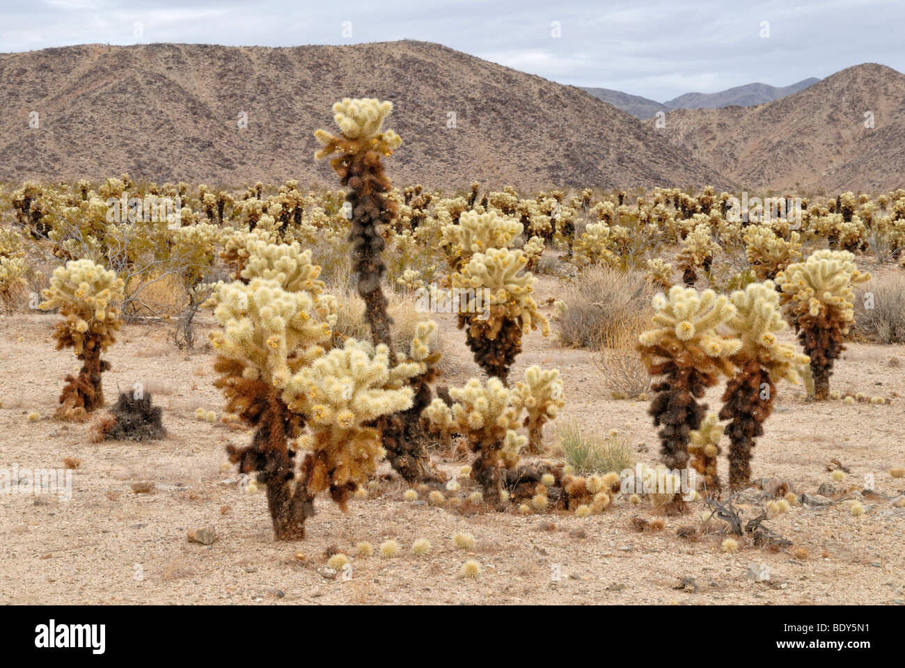 Teddybear Cholla (Cylindropuntia bigelovii), Joshua Tree National Park ...