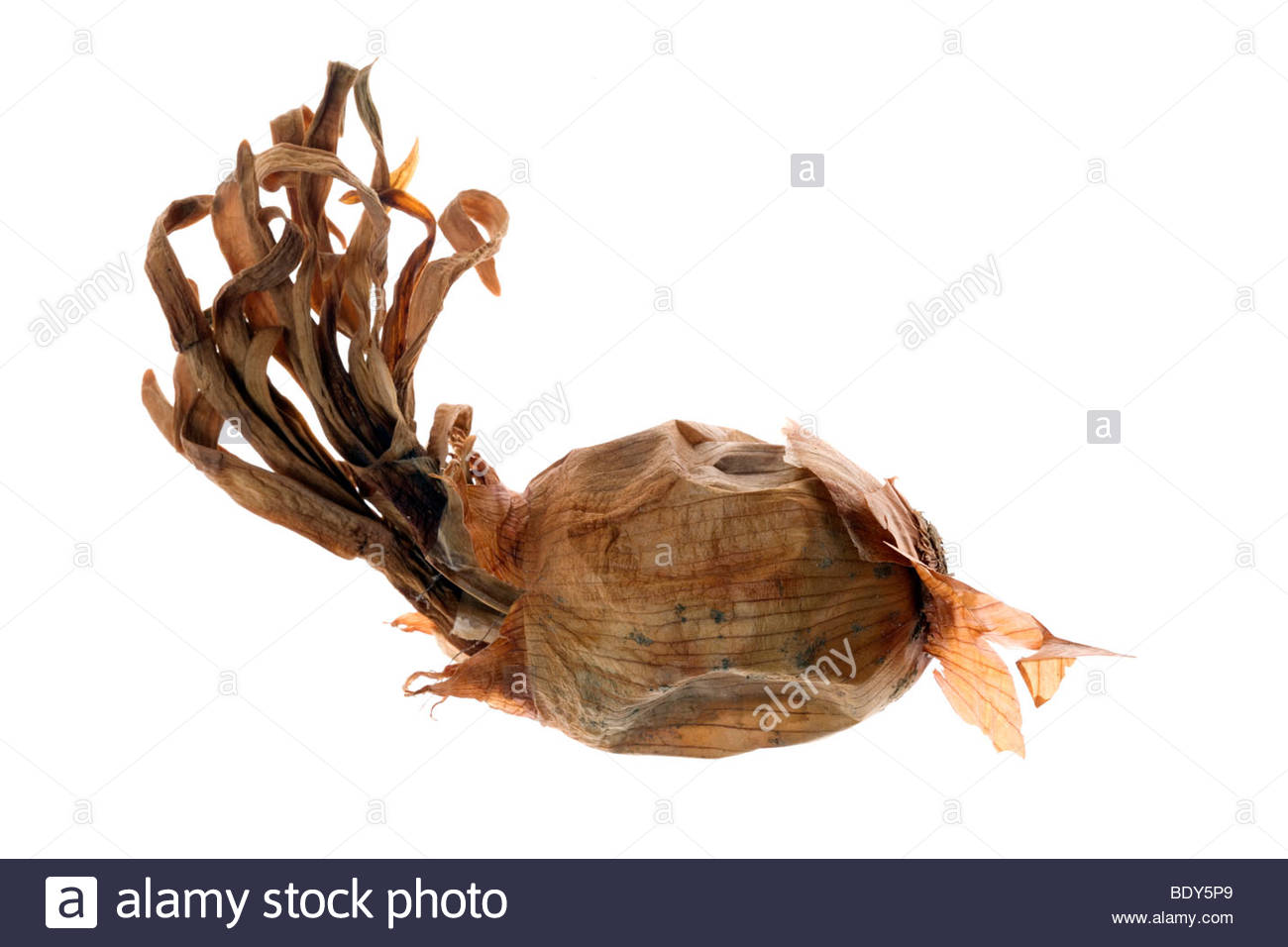 Shriveled Up Stock Photos & Shriveled Up Stock Images - Alamy