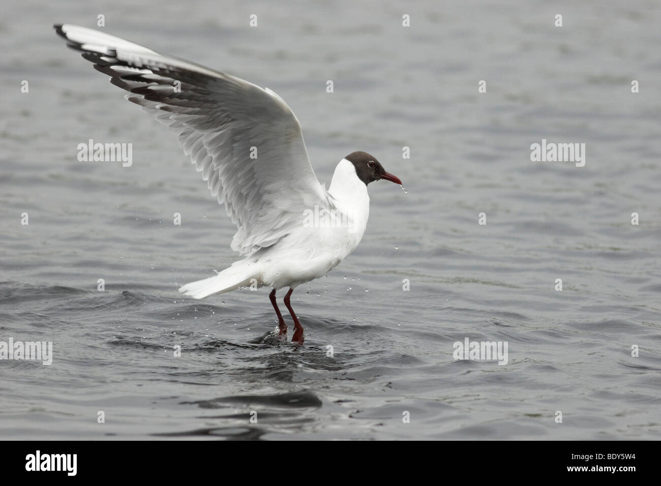 Full length gull laridae larus ridibundus hi-res stock photography and ...