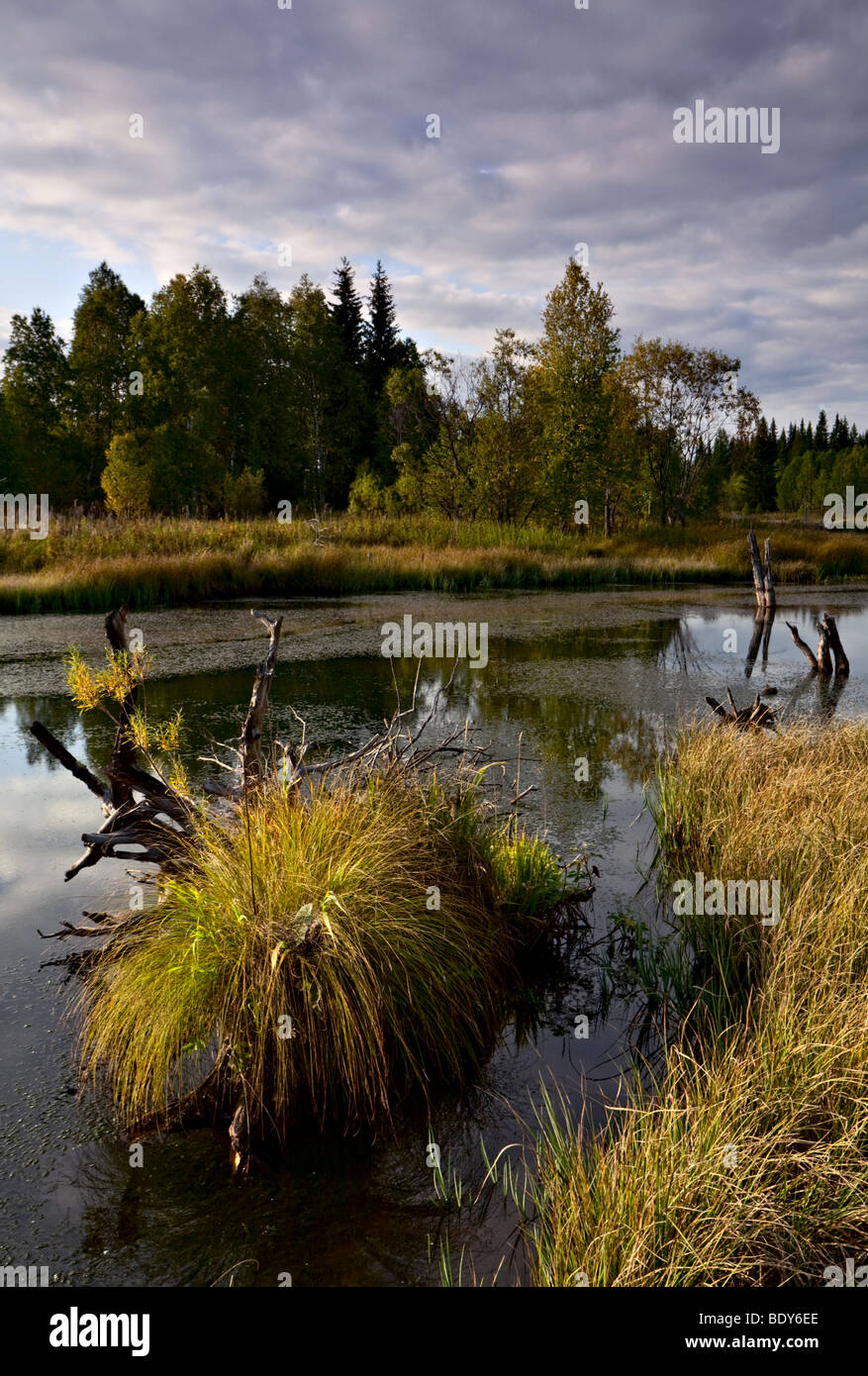 Larch marsh hi-res stock photography and images - Alamy