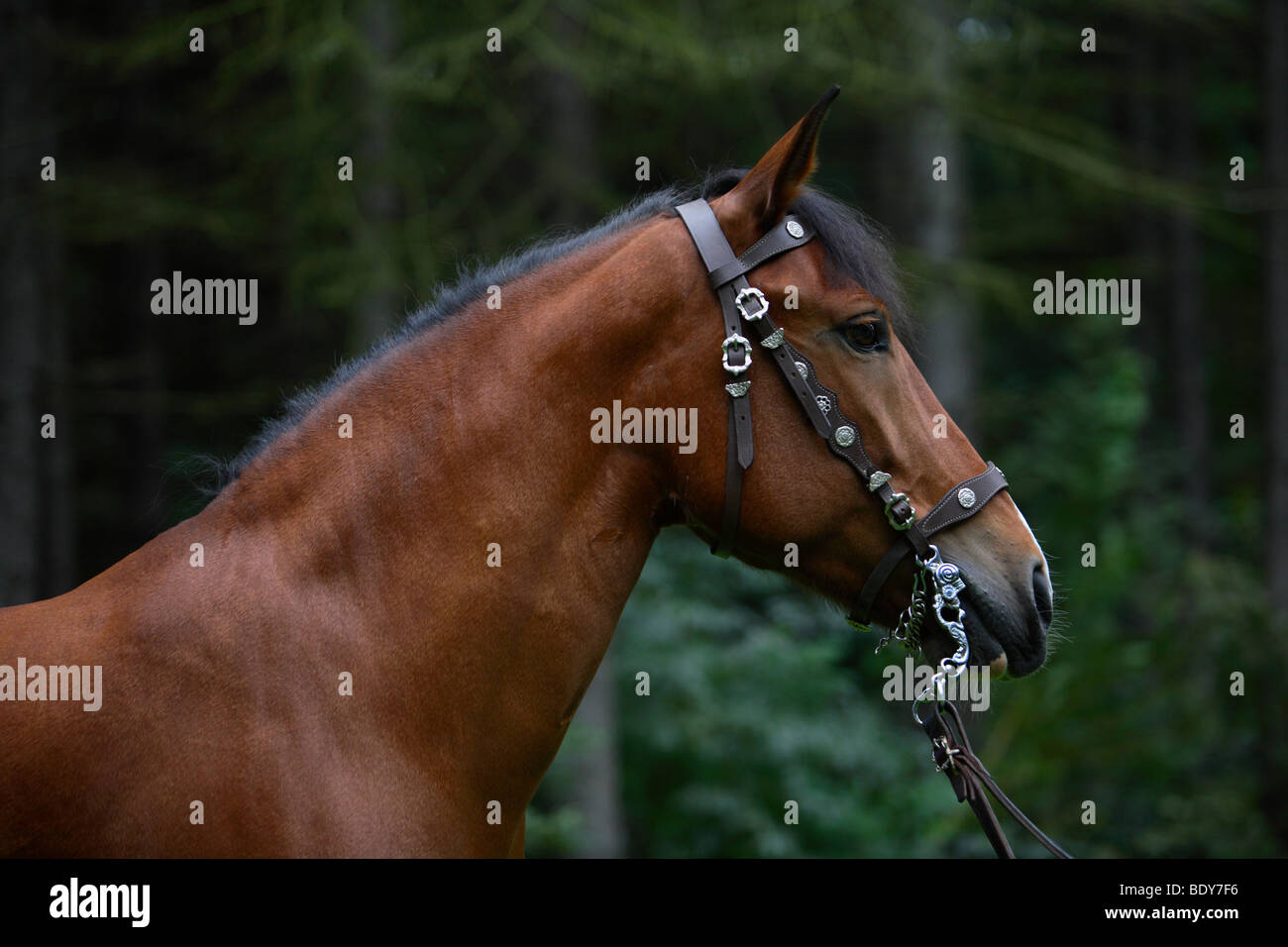 Bridled cowboy horse Stock Photo - Alamy