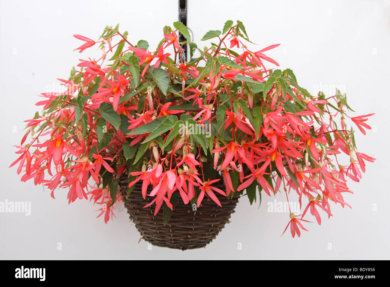 Begonia hanging basket hi-res stock photography and images - Alamy