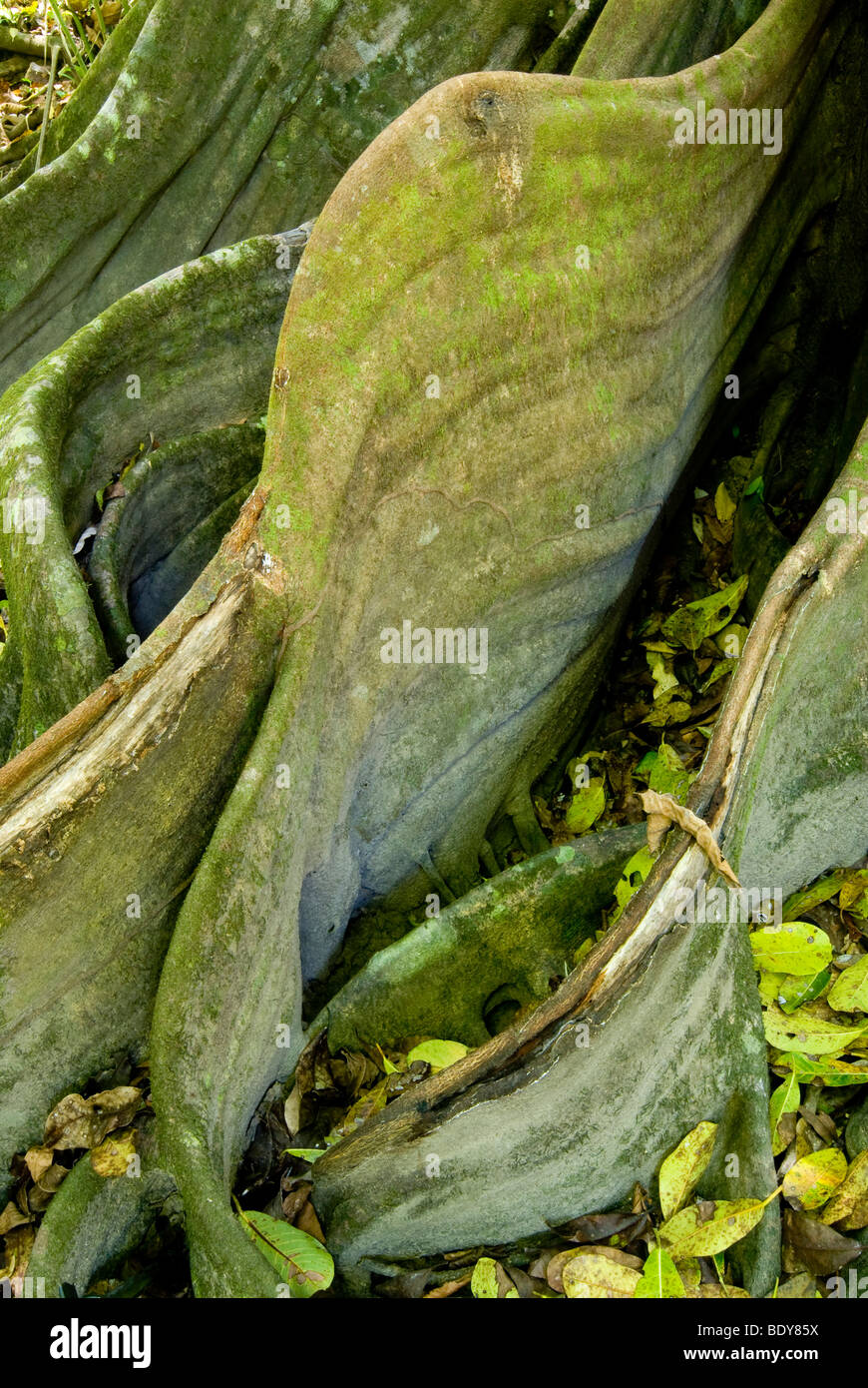 Rainforest buttress tree hi-res stock photography and images - Alamy