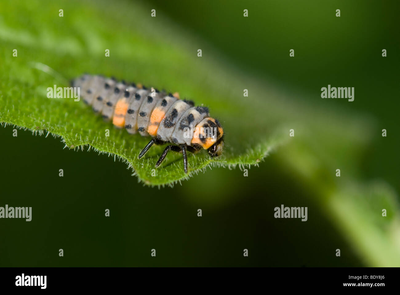 Ladybird pupae hi-res stock photography and images - Alamy