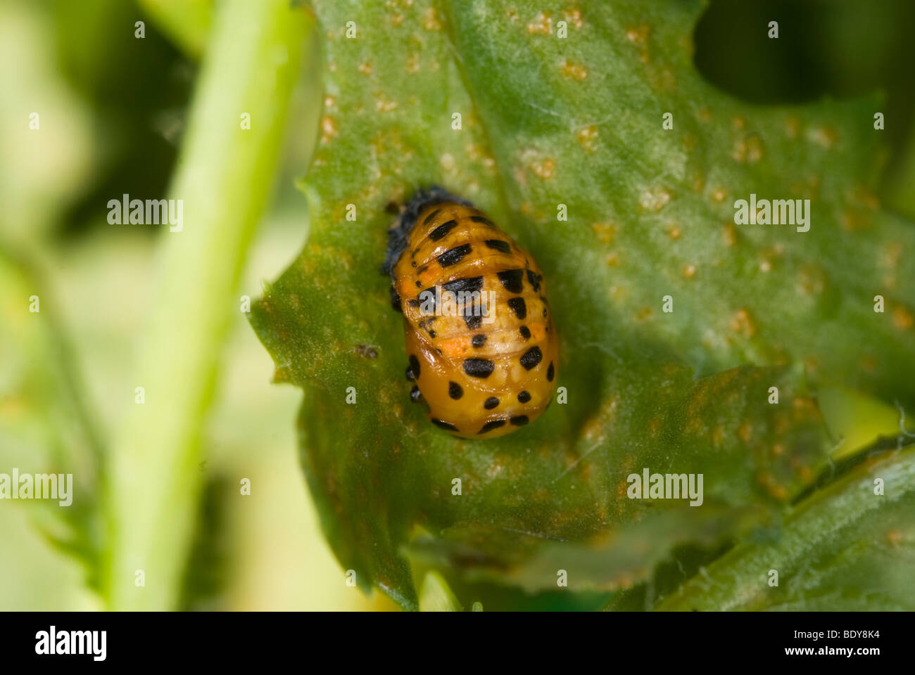 Spotted young juvenile immature grub lady bird uk hi-res stock ...