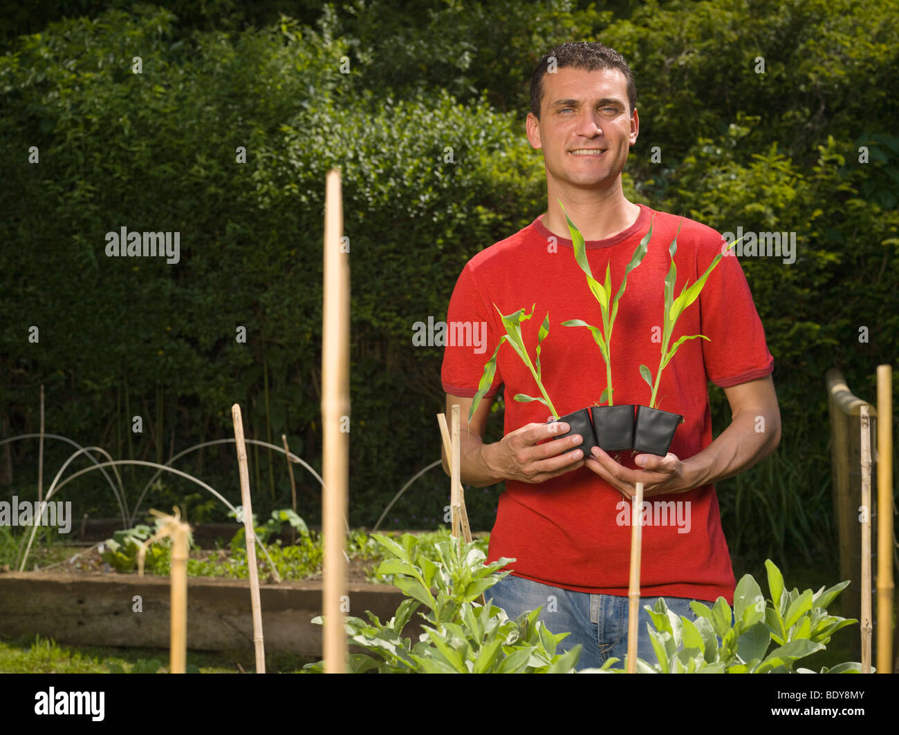 Man in garden planting Stock Photo - Alamy
