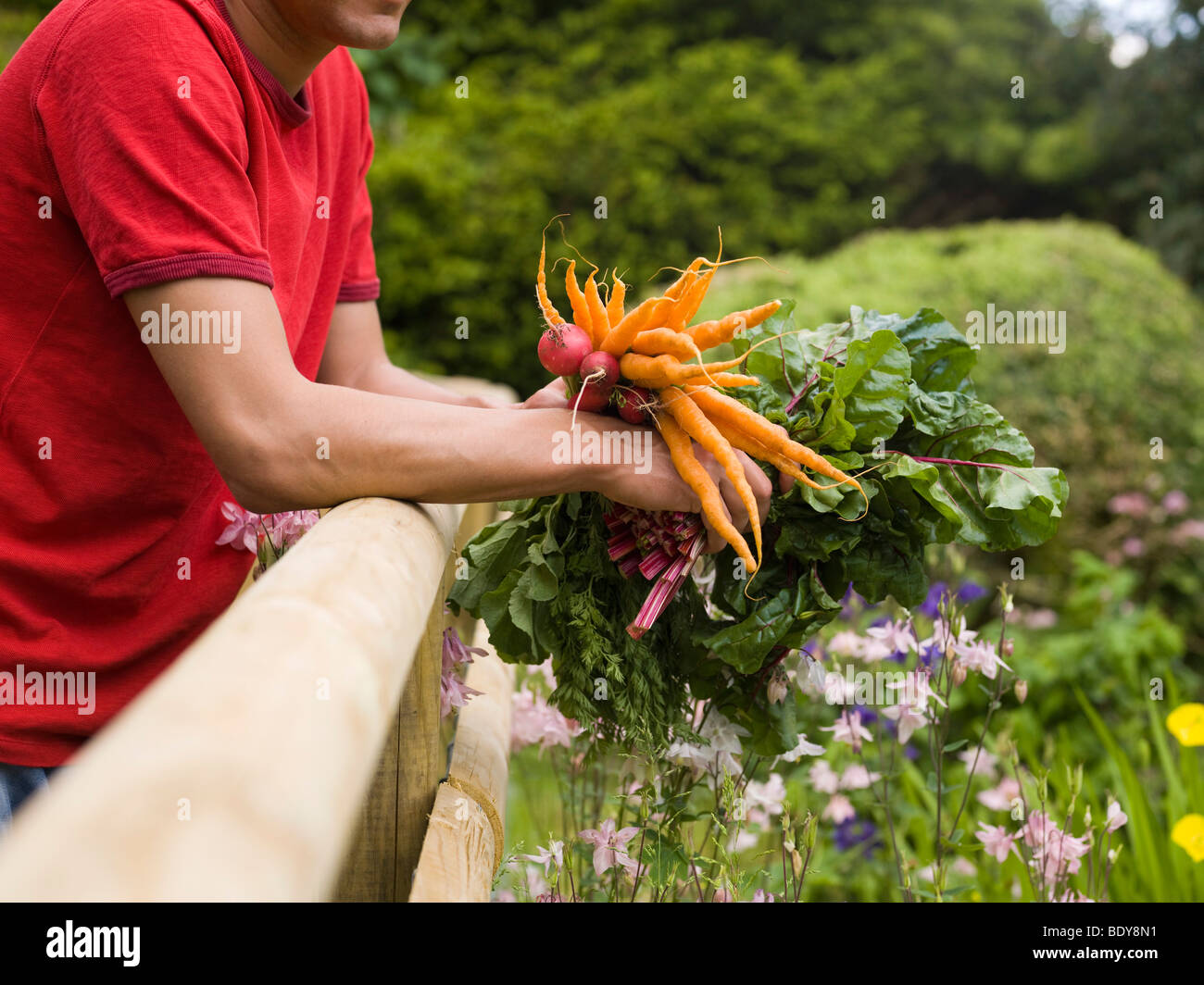 Man in garden with vegetable crop Stock Photo - Alamy