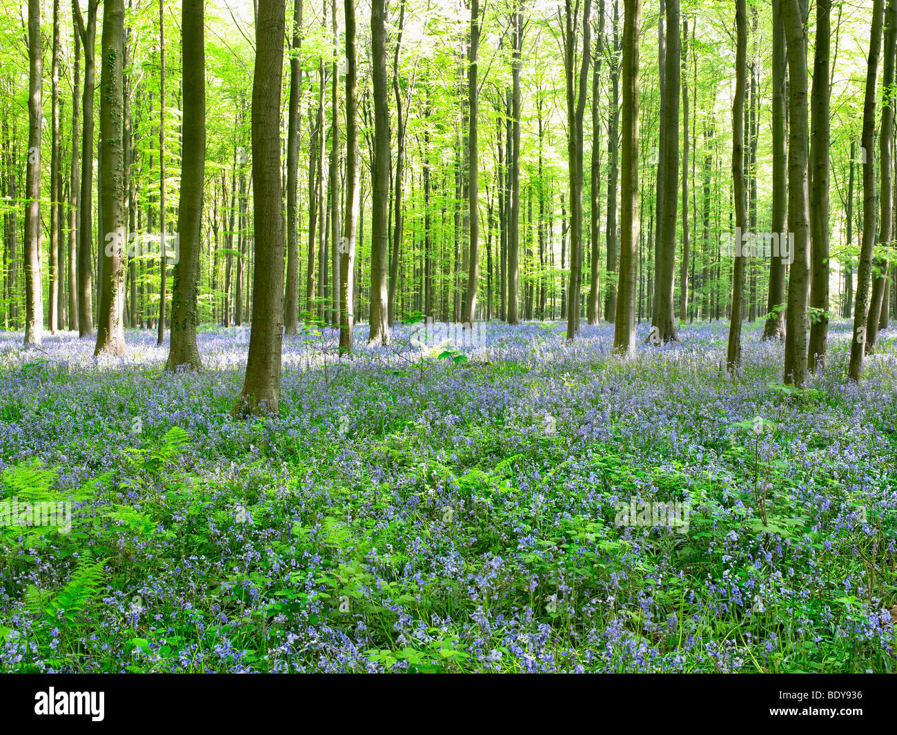 Sunlight through flowers hi-res stock photography and images - Alamy