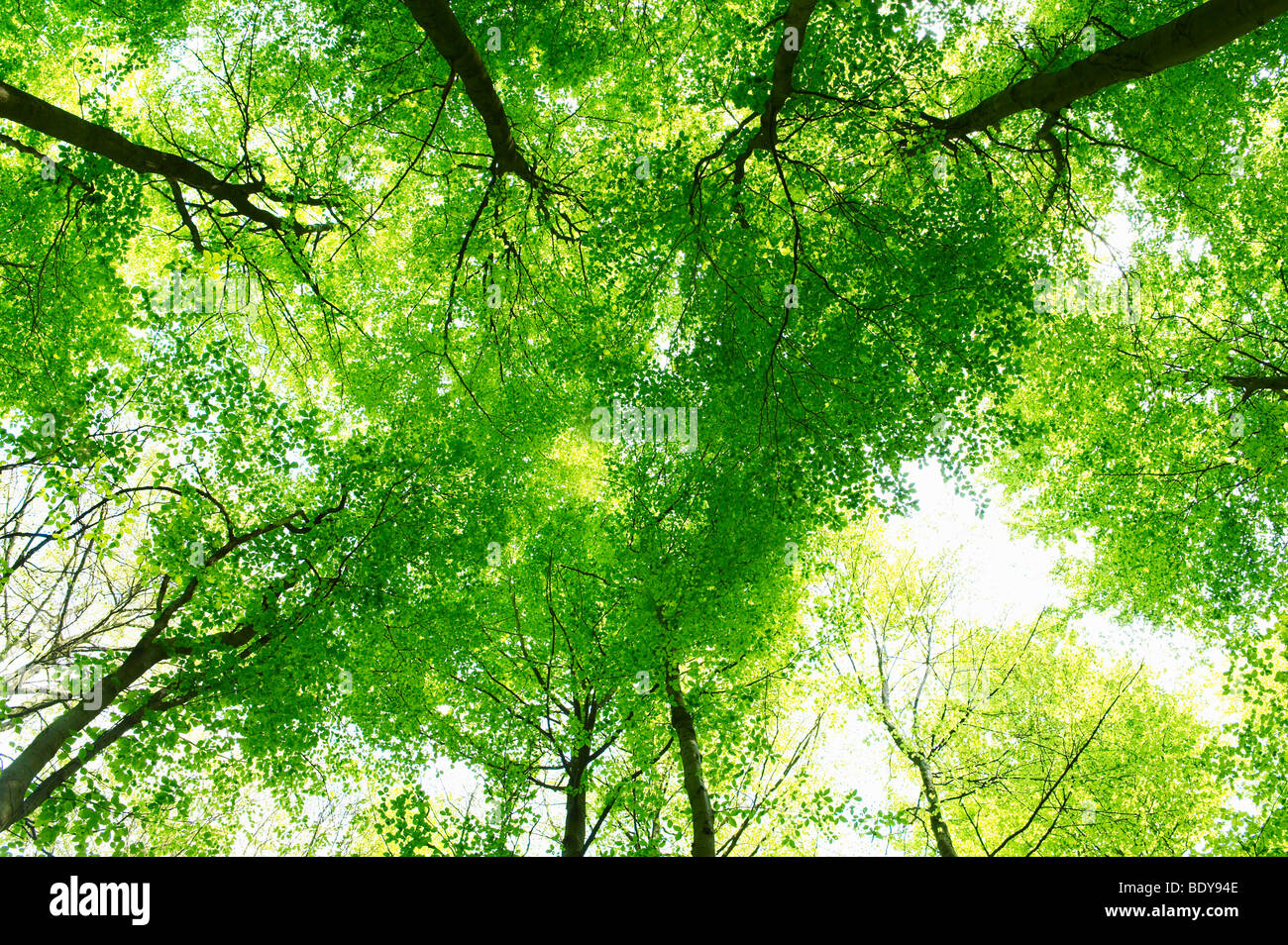 Trees, shot from below Stock Photo - Alamy