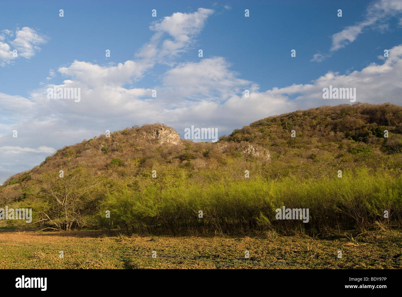 Dry thorn forest hi-res stock photography and images - Alamy