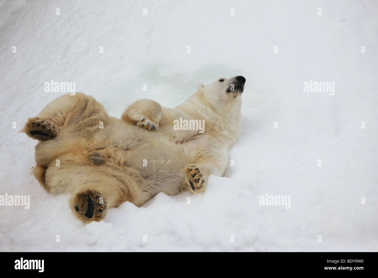 Polar bear in snow Stock Photo - Alamy