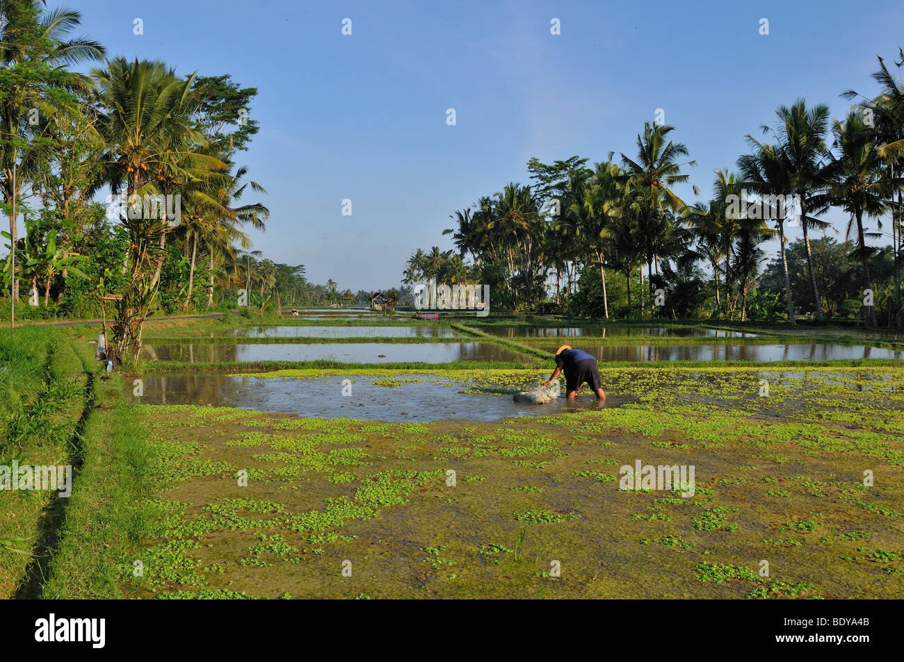 Rice field, Bali, Indonesia, Southeast Asia Stock Photo - Alamy