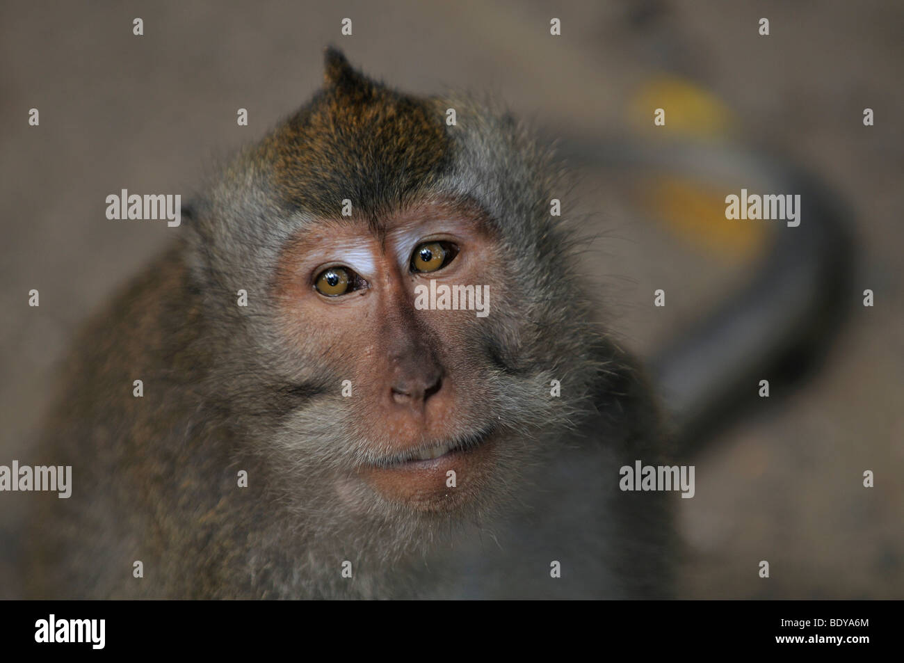 Crab-eating Macaque or Long-tailed Macaque (Macaca fascicularis ...