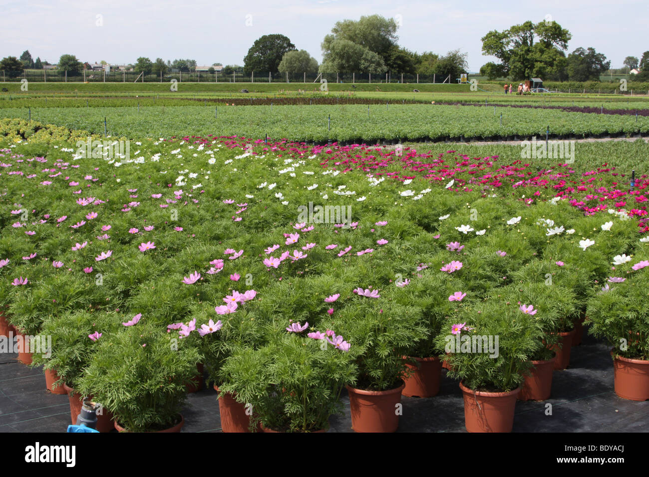 Cosmos plants being grown on a nursery Stock Photo - Alamy