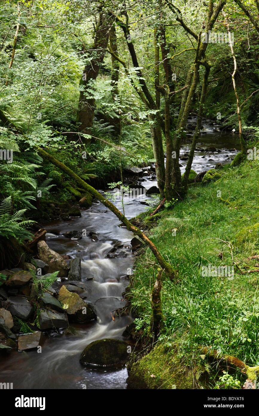 Birnam wood hi-res stock photography and images - Alamy