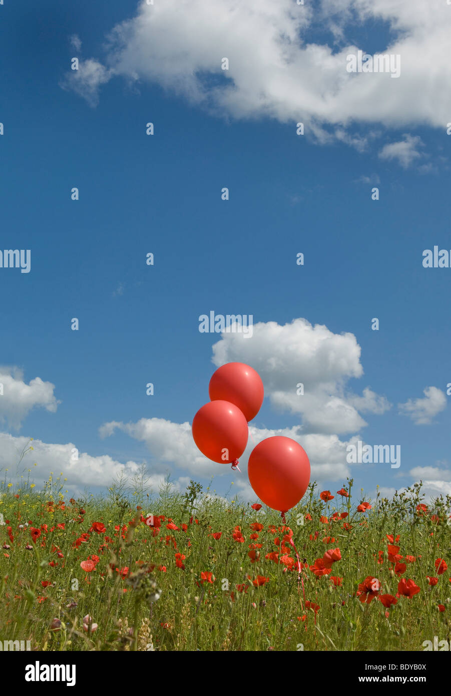 Red balloons in poppy field Stock Photo - Alamy