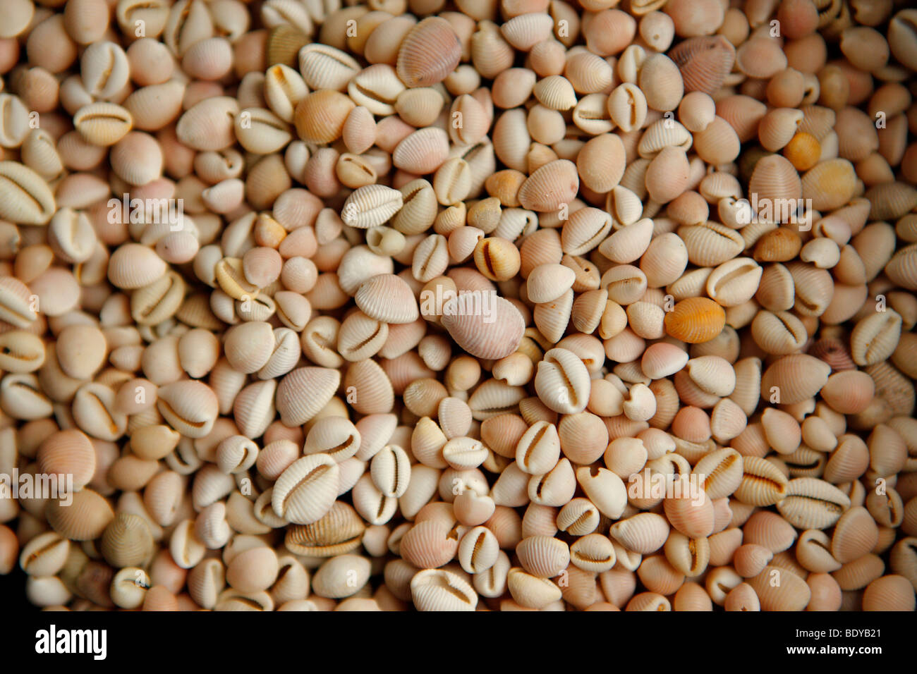 Cowries hi-res stock photography and images - Alamy