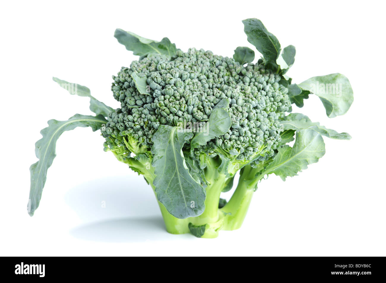Broccoli isolated on white background Stock Photo - Alamy