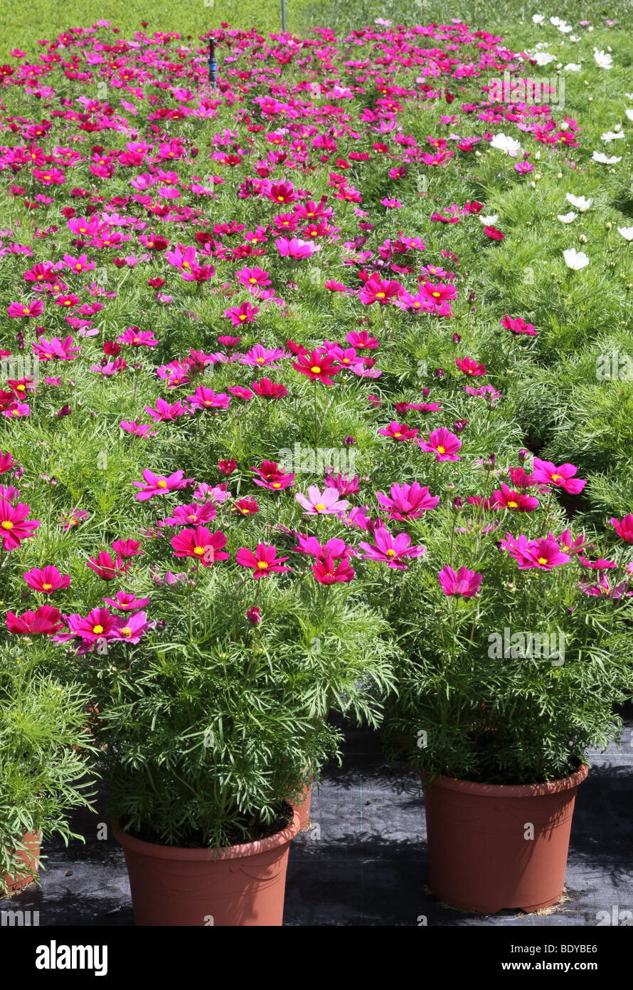Cosmos plant pot hi-res stock photography and images - Alamy
