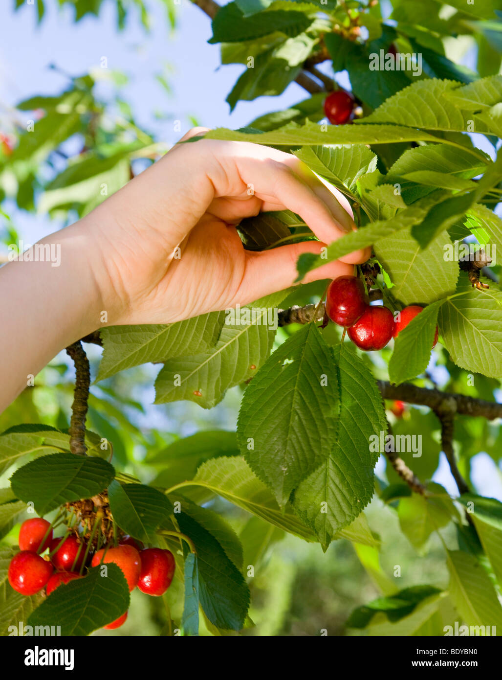 girl picking cherries from tree Stock Photo - Alamy
