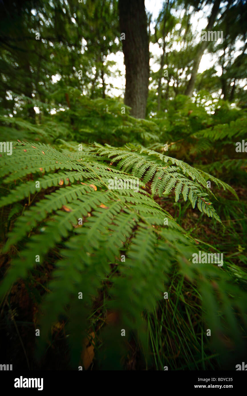 Wide angle view of ferns in the forest Stock Photo - Alamy